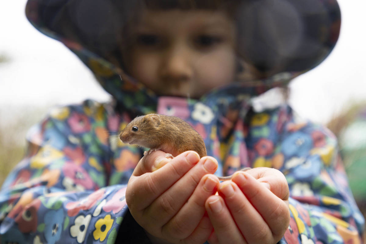 Harvest Mice Reintroduced To West London Forest
