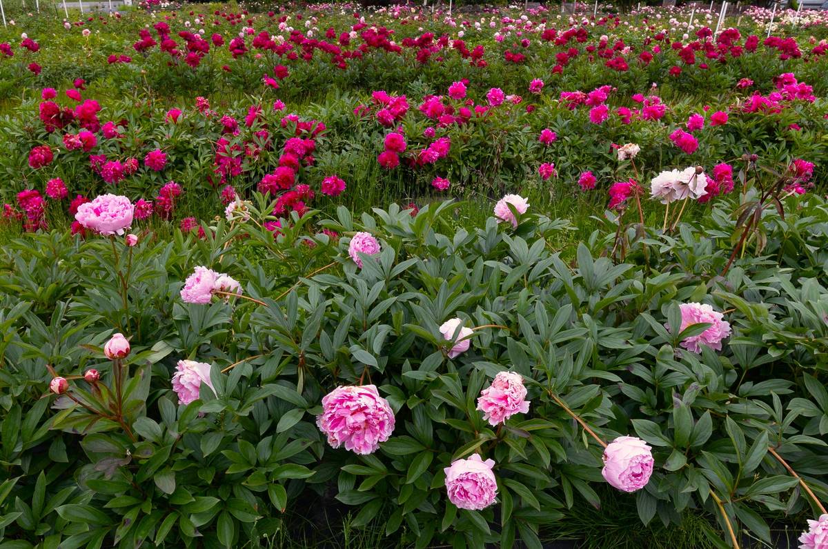 A Huge Field Of Beautiful Peonies Has Just Opened Near London