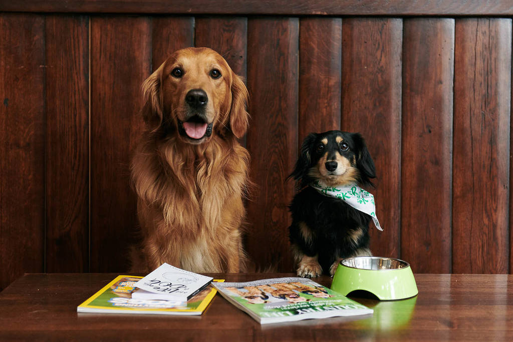 Get Paid To Go To Pubs And Determine Most Dog-Friendly One
