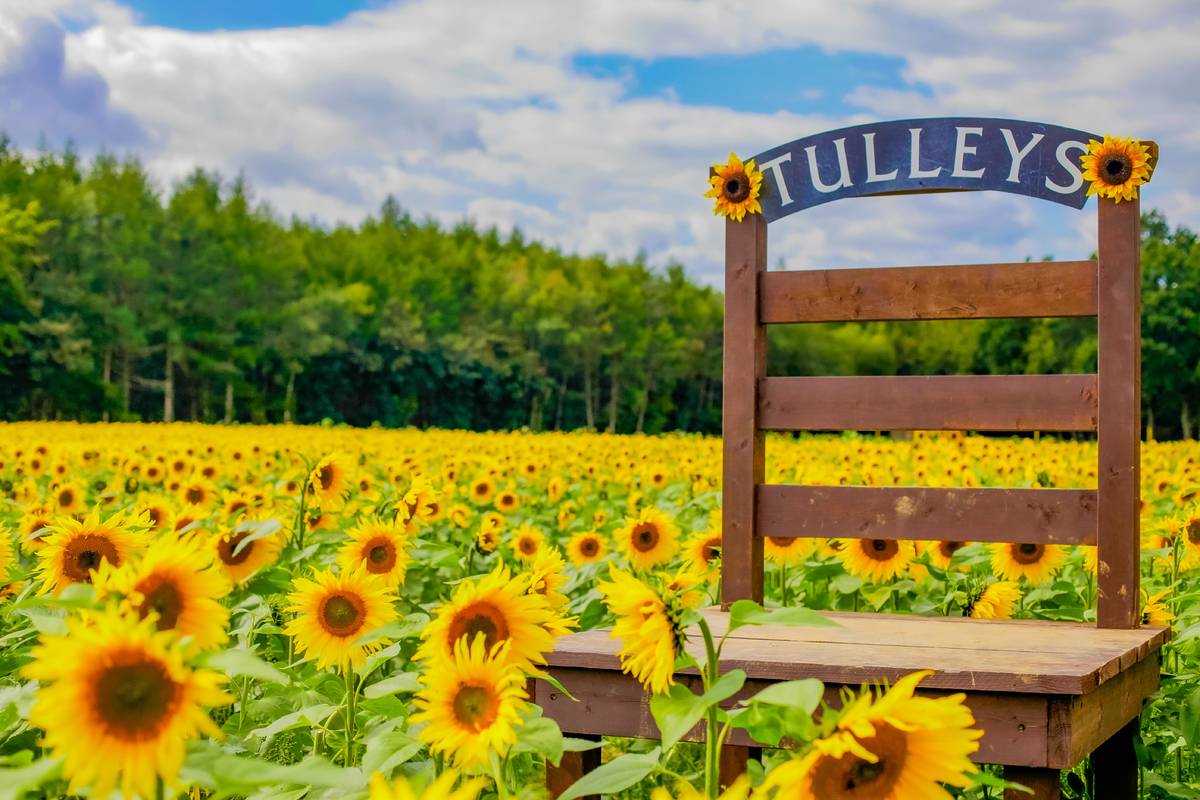 A Pick-Your-Own Sunflower Farm Has Just Opened Near London
