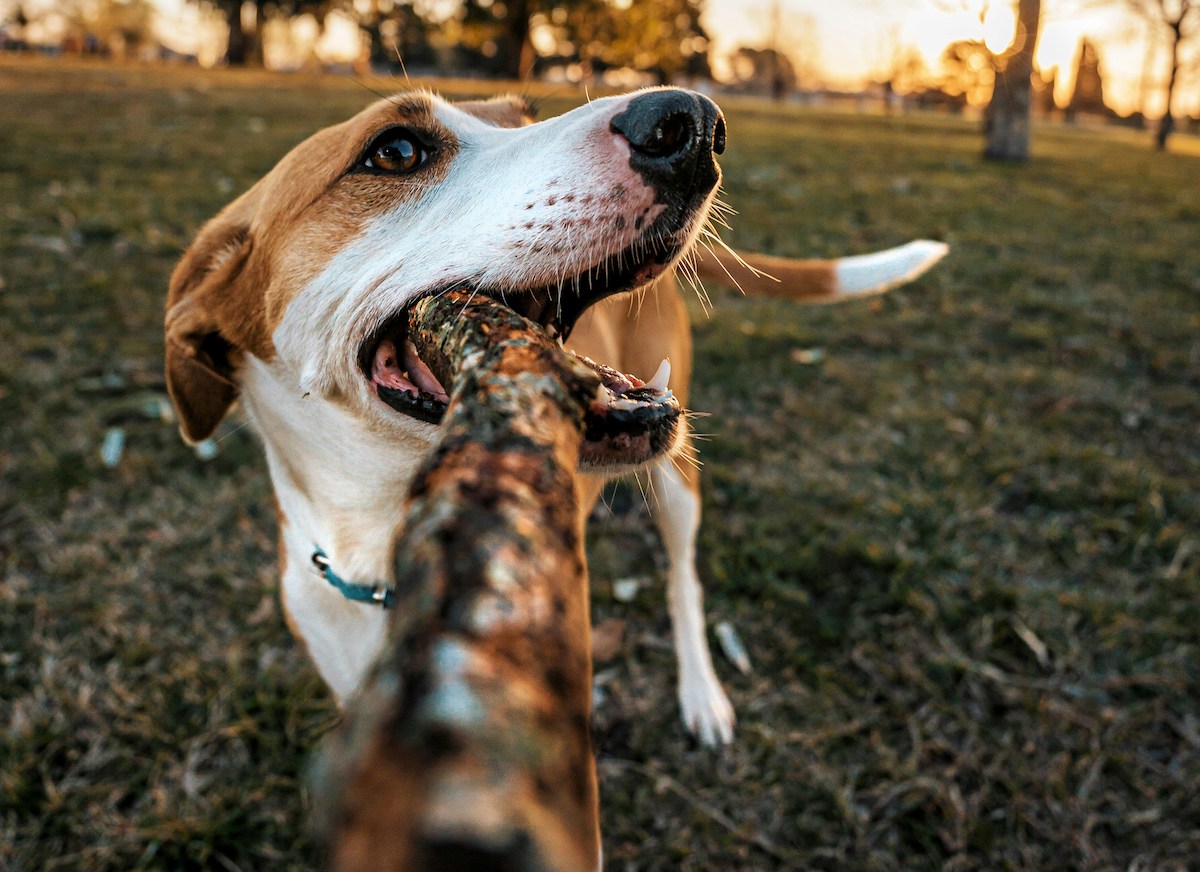 This London Park Is The UK's Most Scenic Spot For A Dog Walk