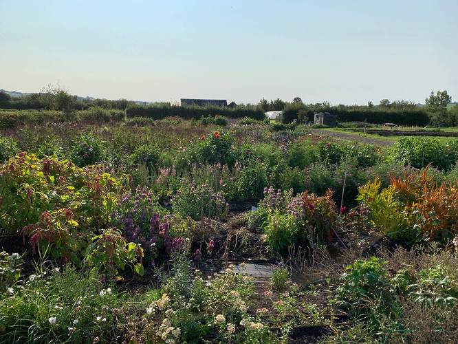Pick Your Own Flowers At This Stunning Farm That's Near London