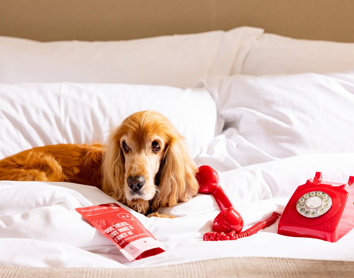 This London Hotel Has Launched A Luxury Room Service For Dogs
