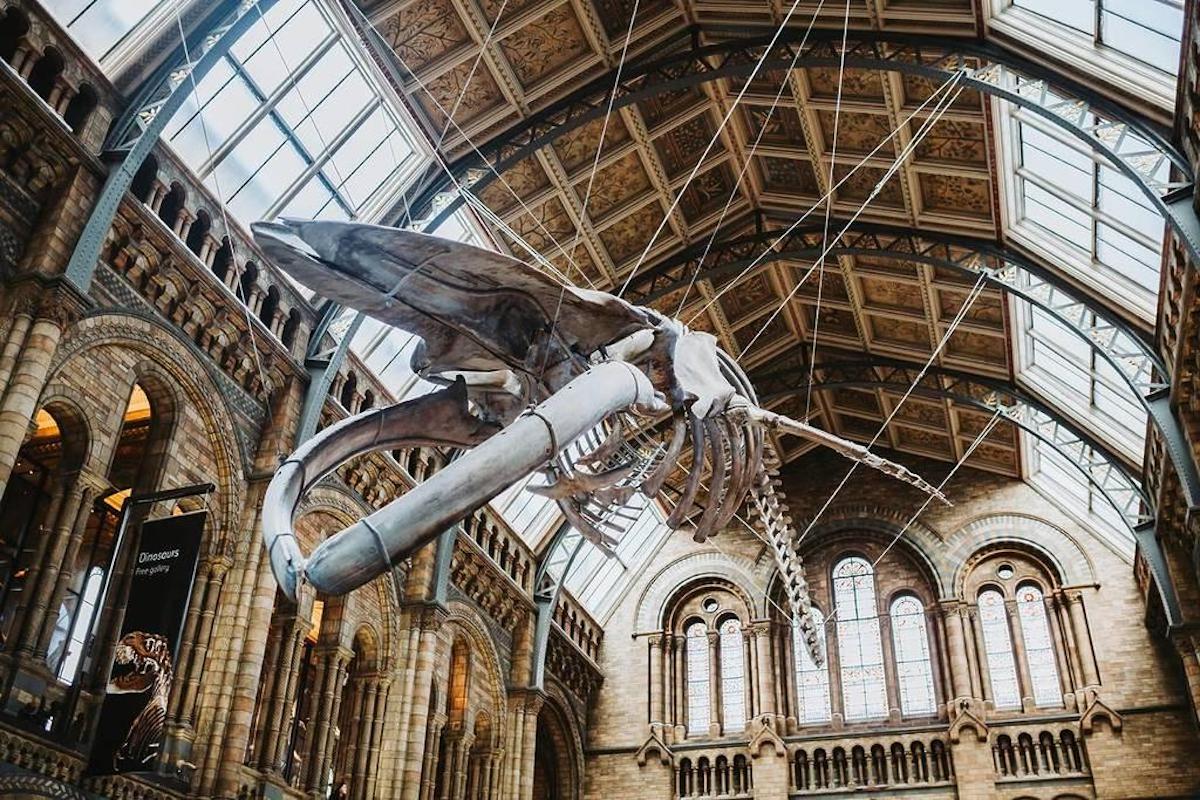 Get Tickets To Candlelight At The Natural History Museum