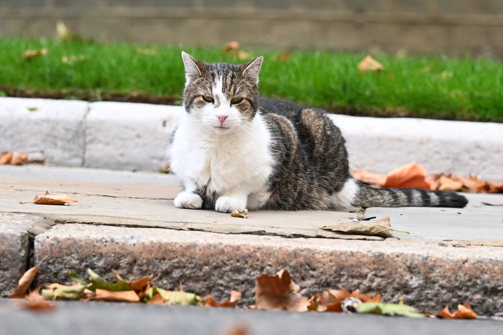 Here's The Story Of Larry The Cat–Downing Street's 'Chief Mouser'