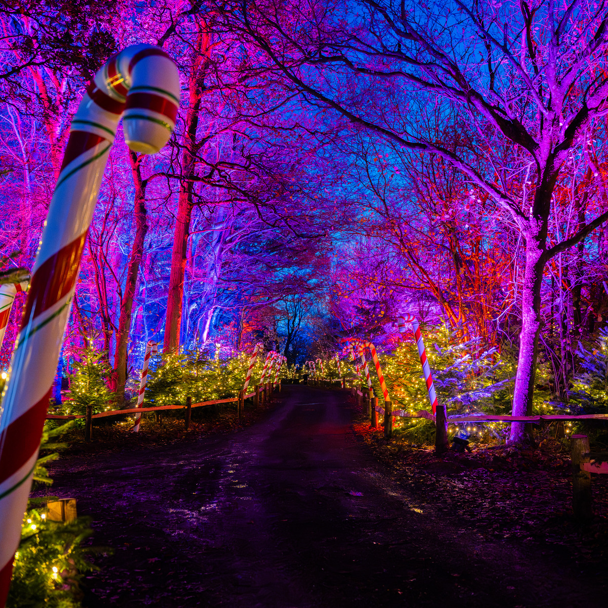 This Dazzling Winter Lights Trail And Festival Is An Absolute Dream