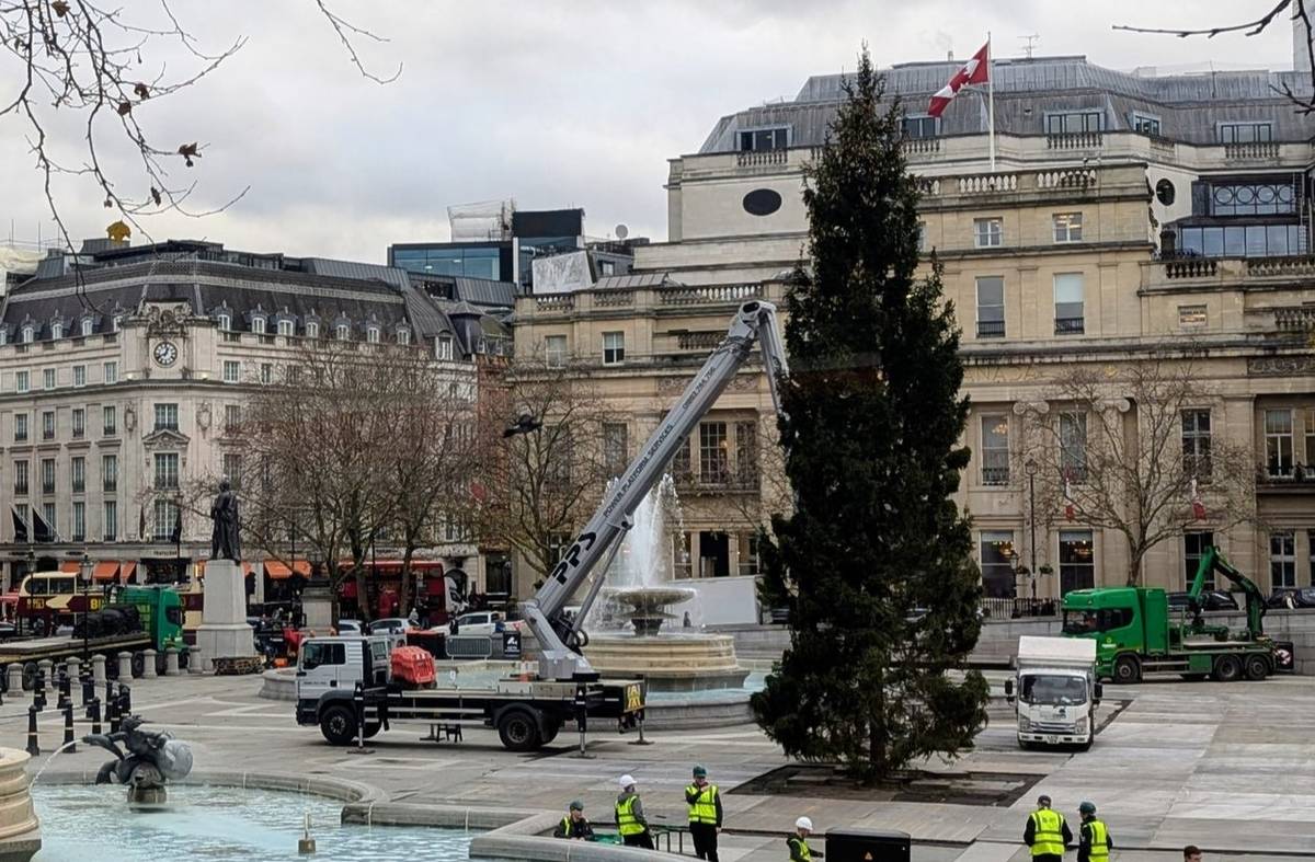 Trafalgar Square Christmas Tree Trafalgar Square, London, UK. 2