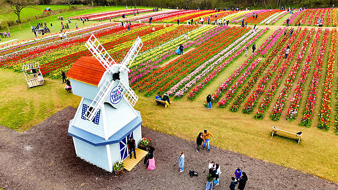 A Huge Tulip Field Has Opened Just Outside Of London