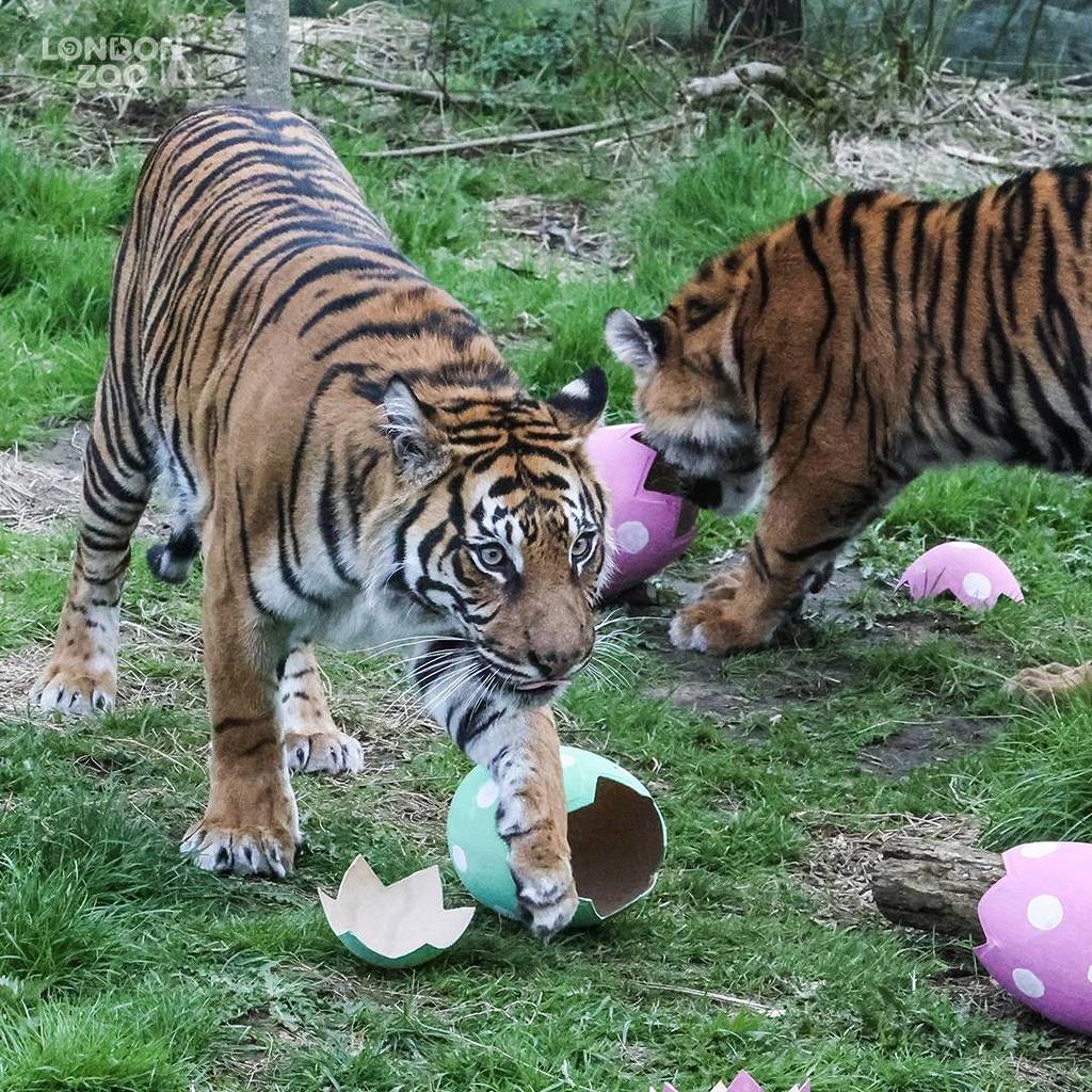 An Epic Easter Egg Hunt Has Taken Over London Zoo