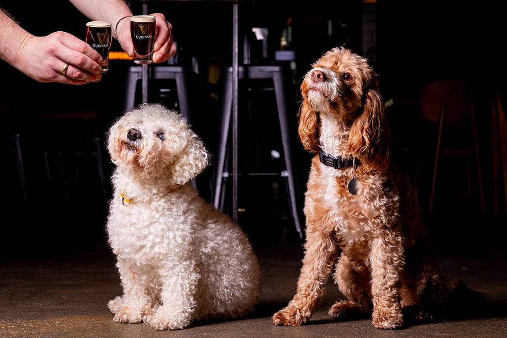 This London Food Hall Has Launched 'Doggy Guinness'