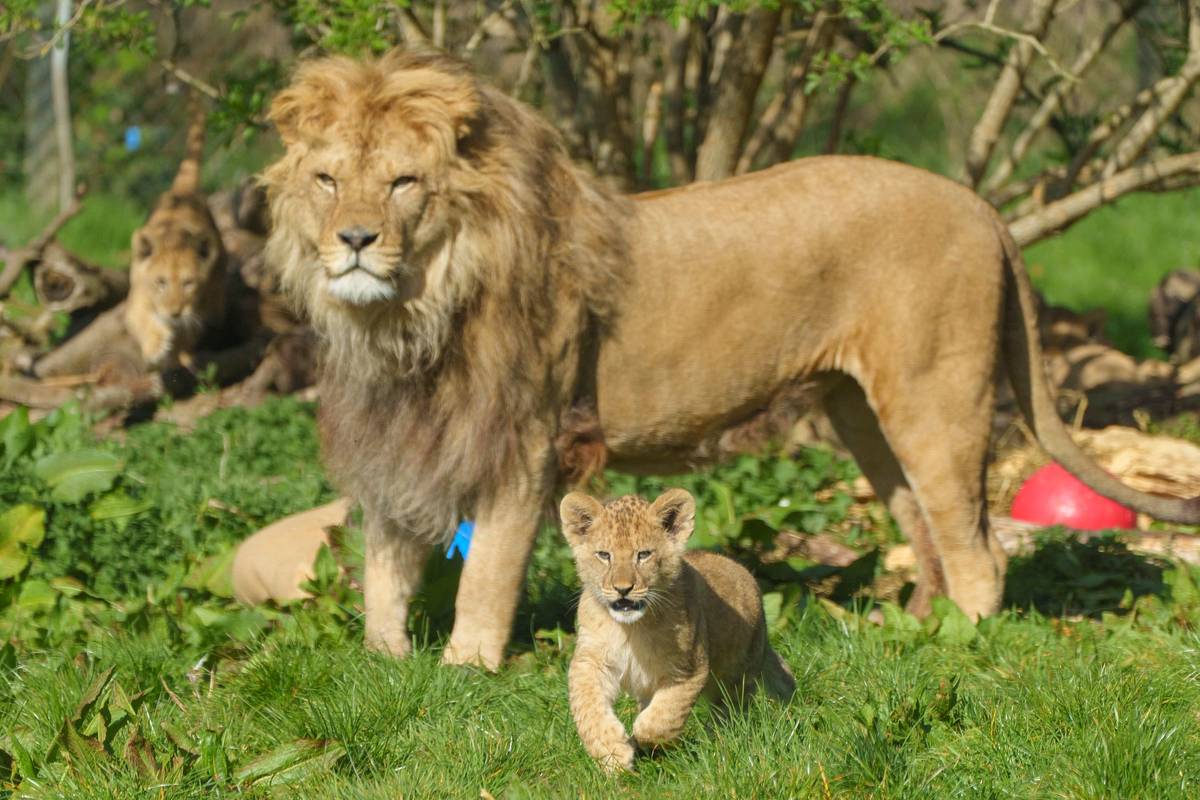 Whipsnade Zoo Is Asking The Public To Name Its New Lion Cubs