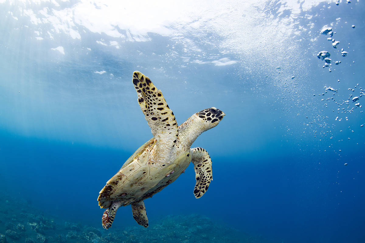 A Trail Of Turtle Sculptures Is Landing In London This Summer