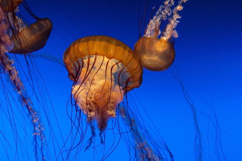 What Should I Do If I’m Stung By A Jellyfish In The UK?