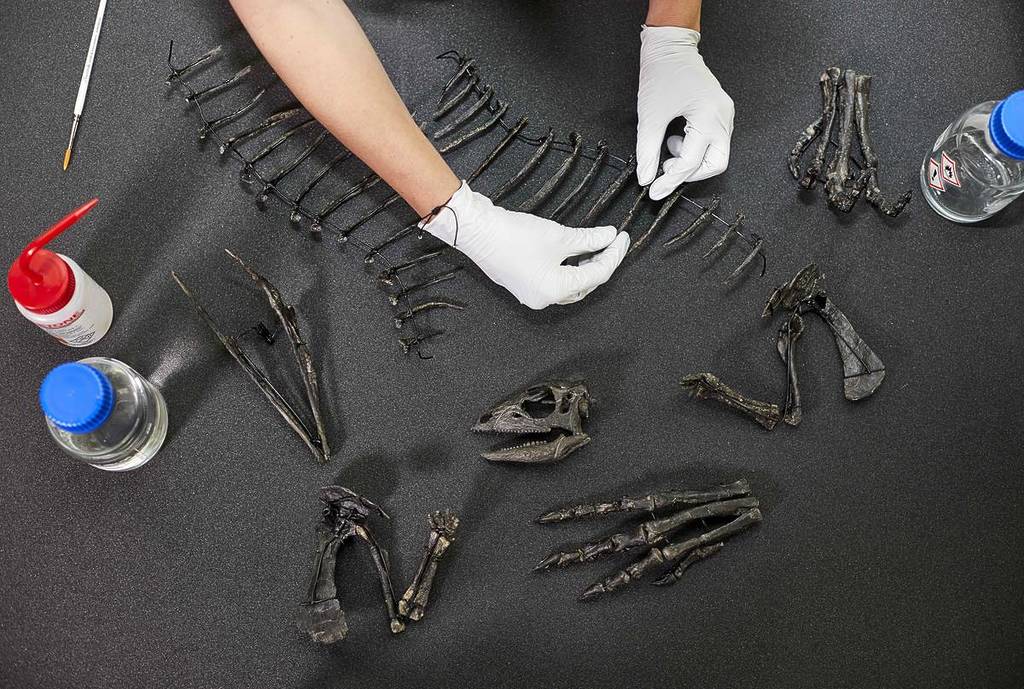 London’s Natural History Museum Unveils A New Dinosaur Enigmacursor