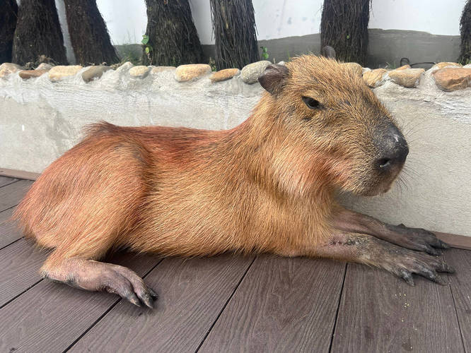 The Only Capybara Cafe In The UK Is Opening Its Doors Soon - And It ...