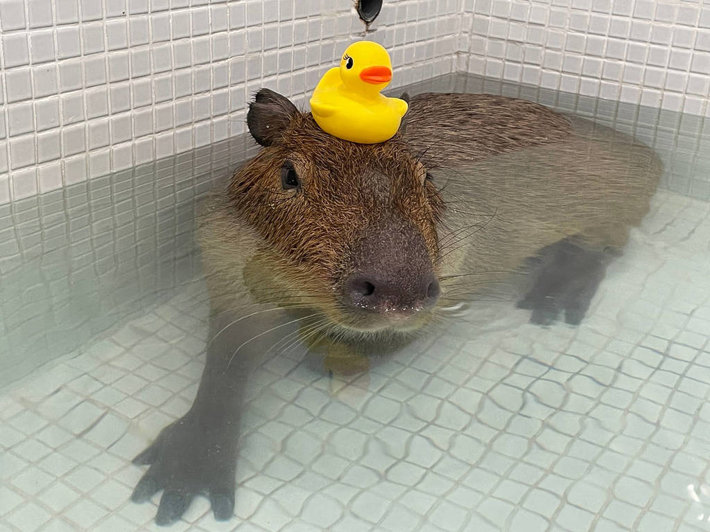 The Only Capybara Cafe In The UK Is Opening Its Doors Soon - And It ...