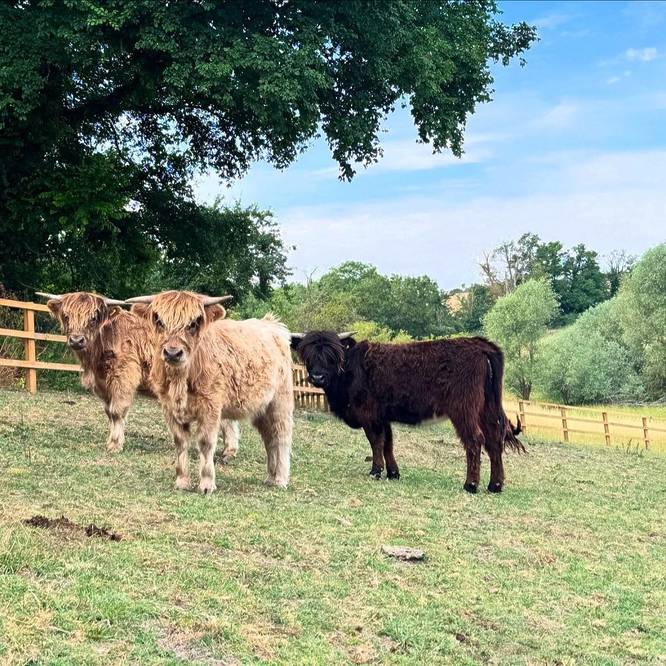 Meet Highland Cows On This Charming Farm Near London