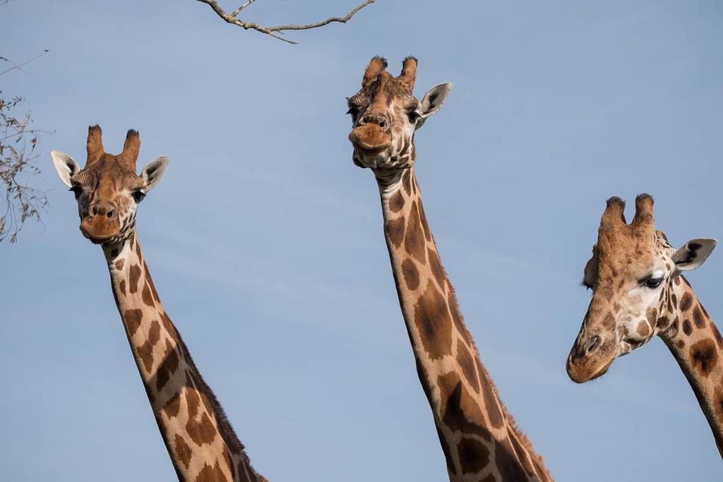 You Can Stay Overnight At This Incredible Safari Near London