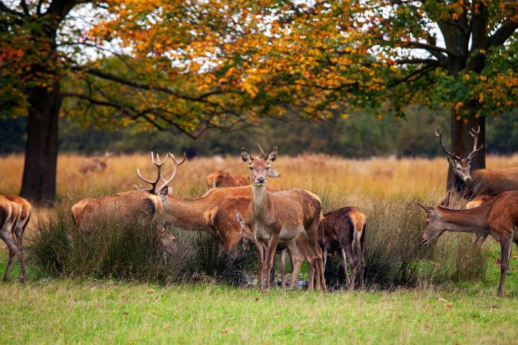 Londres alberga dos de los mejores lugares para pasear en otoño