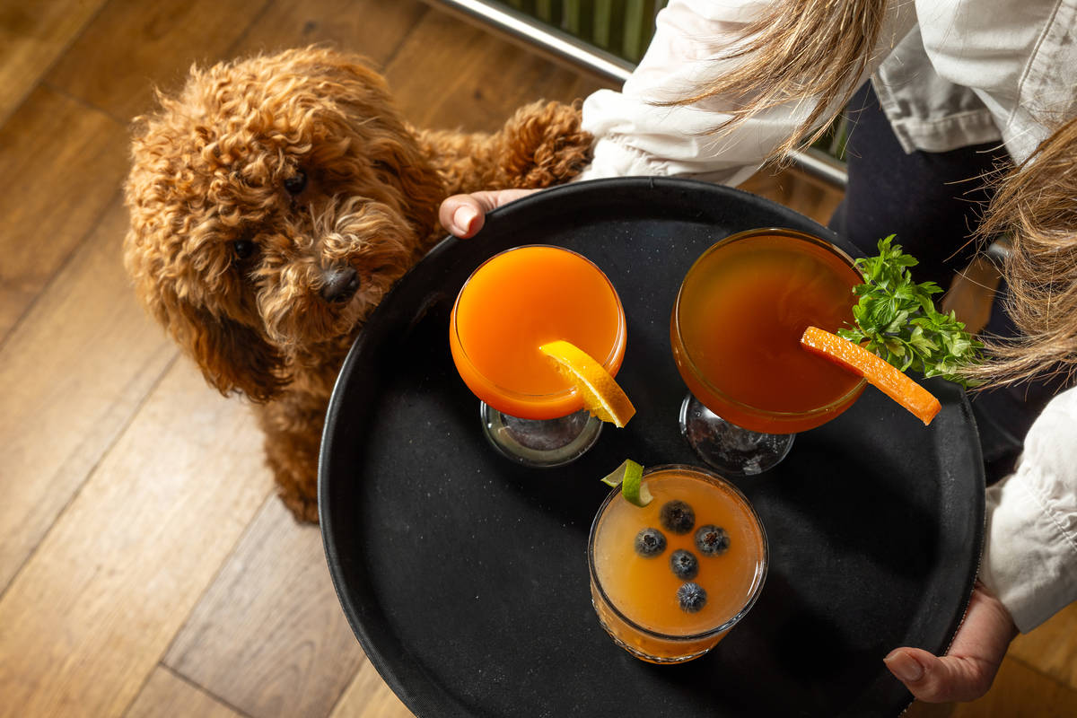 These London Bars Have Launched A Dogtail Menu Of Cocktails For Dogs ...