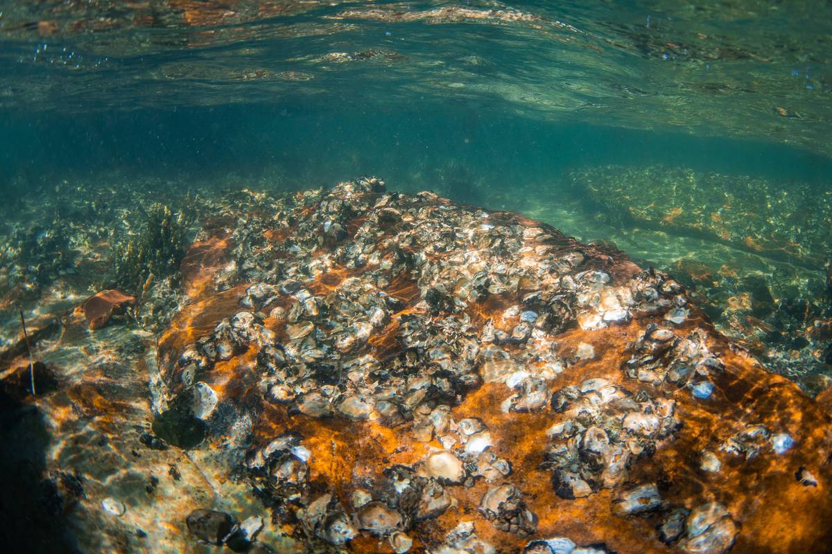 The UK Will Soon Be Home To The Largest Oyster Reef In Europe - As Four ...