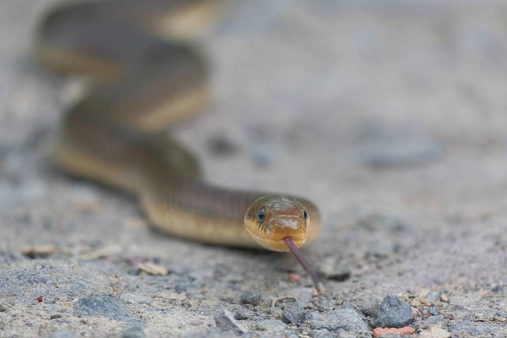 Did You Know There Are Wild Snakes Living By This North London Canal ...