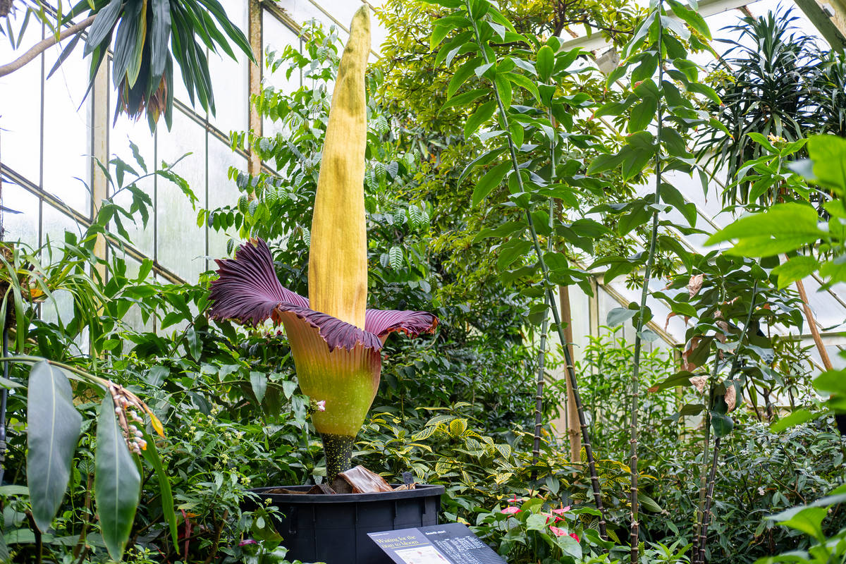 A 'corpse flower' has reached full bloom at Kew Gardens - hurry down to ...