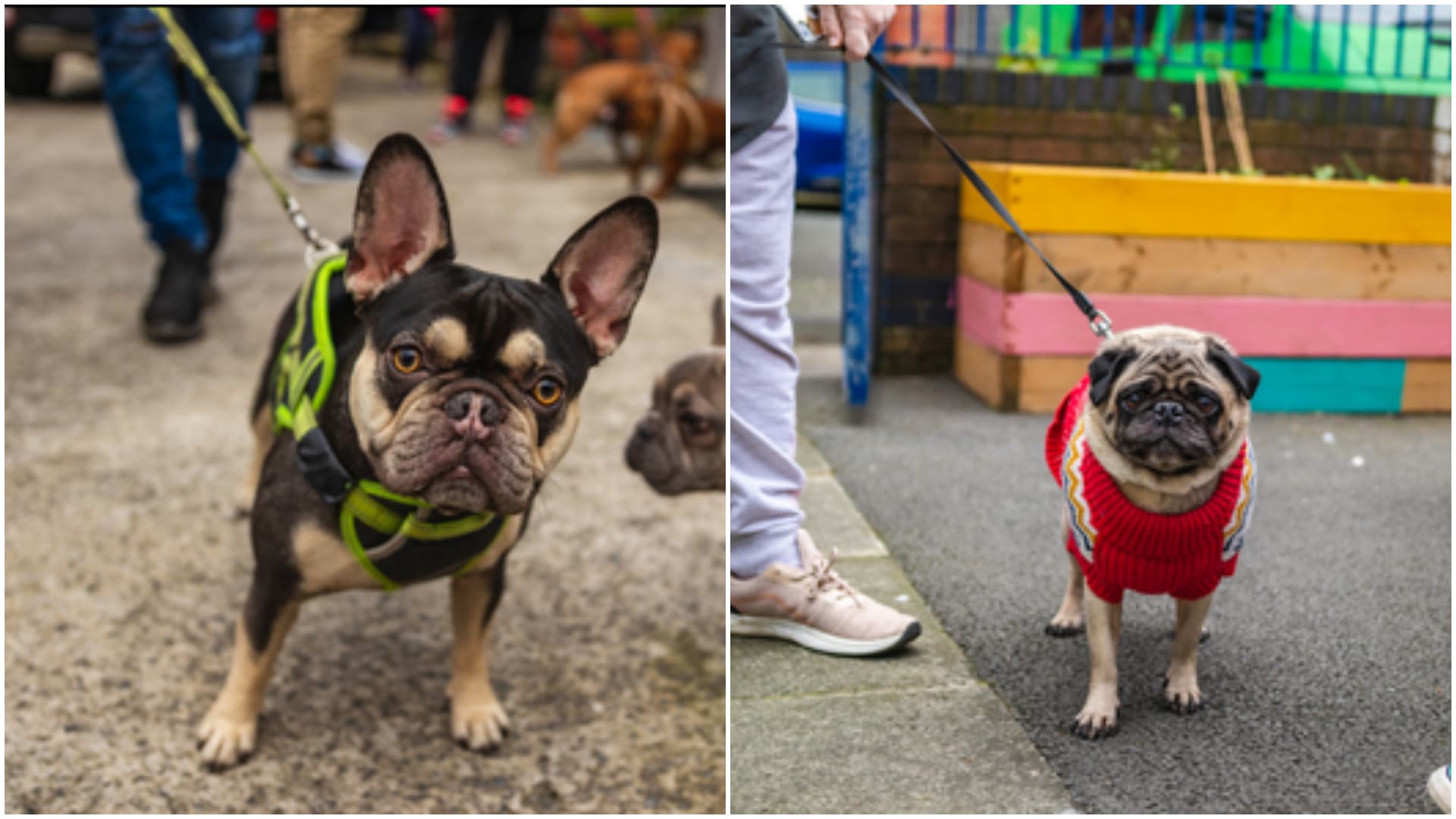 Pug and Frenchie Pupup Cafe: Coming To Liverpool In March