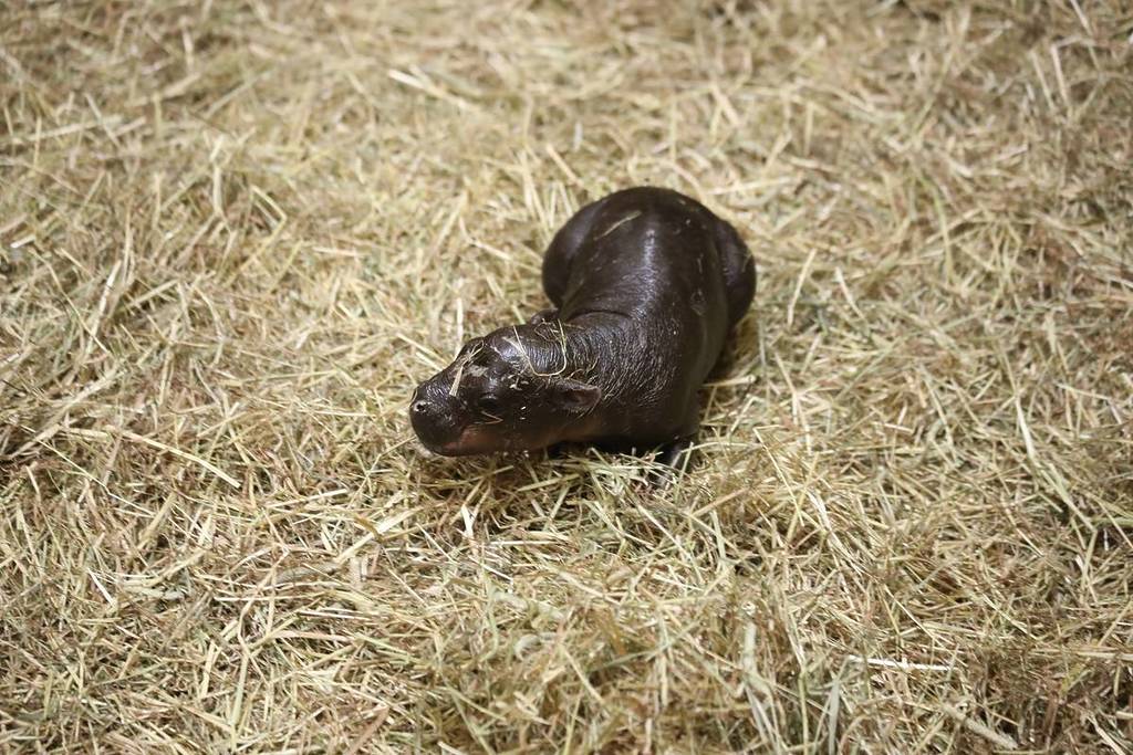 Scotland Has Its Own Moo Deng As Edinburgh Zoo Welcomed A Baby Pygmy Hippo