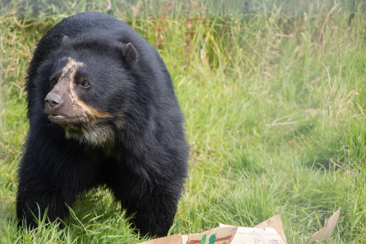 You Can Soon Meet (And Feed) Bears That Inspired 'Paddington' At This ...