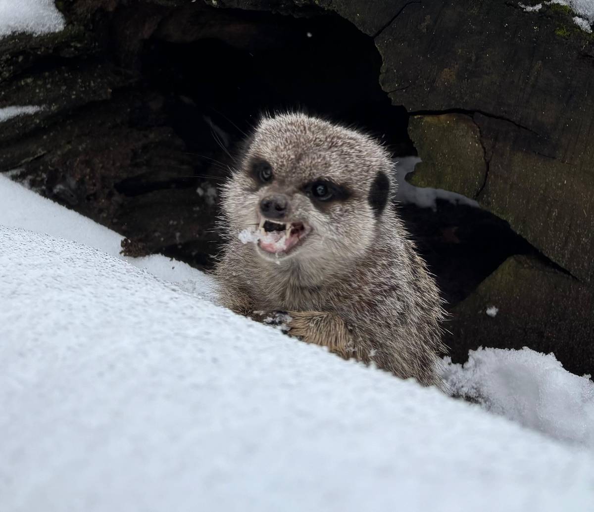Just 9 Adorable Pictures Of Animals Enjoying The Snow At Liverpool's ...