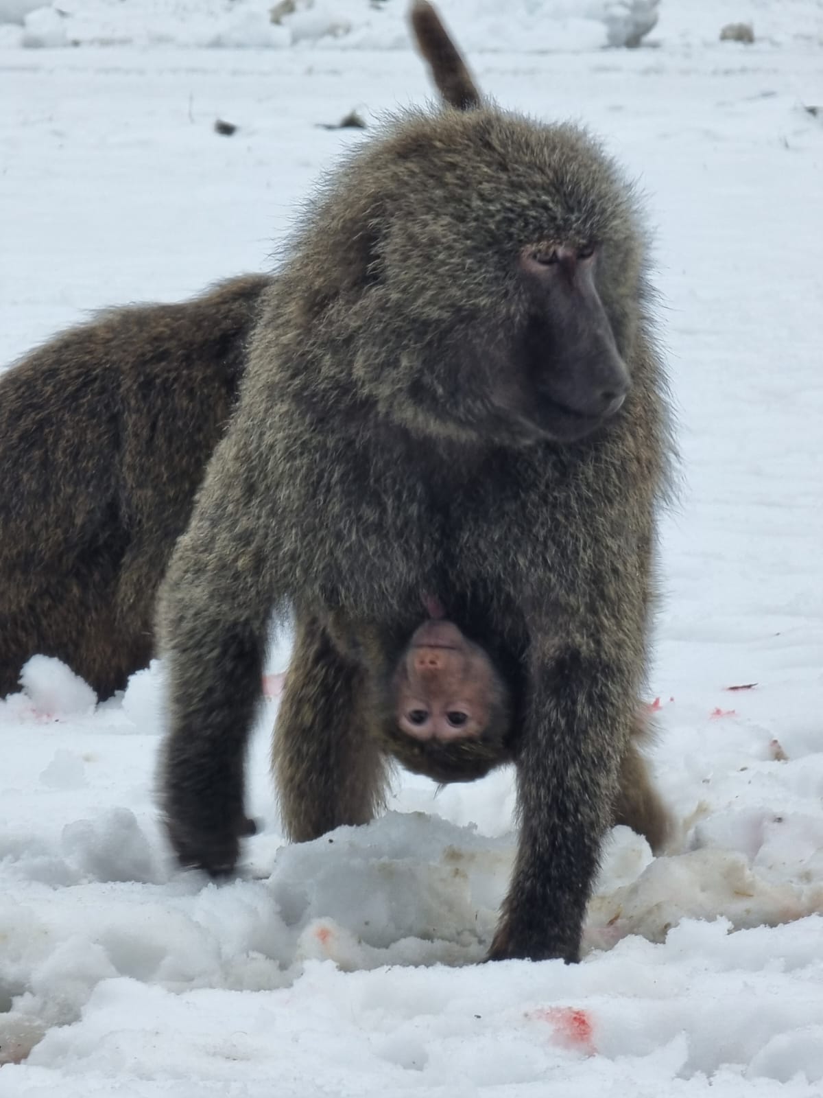 Just 9 Adorable Pictures Of Animals Enjoying The Snow At Liverpool's ...