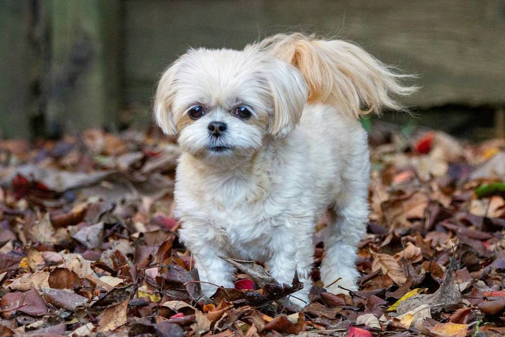 The Great Poo-dunit — Could DNA Testing Solve Liverpool’s Mess Mystery?