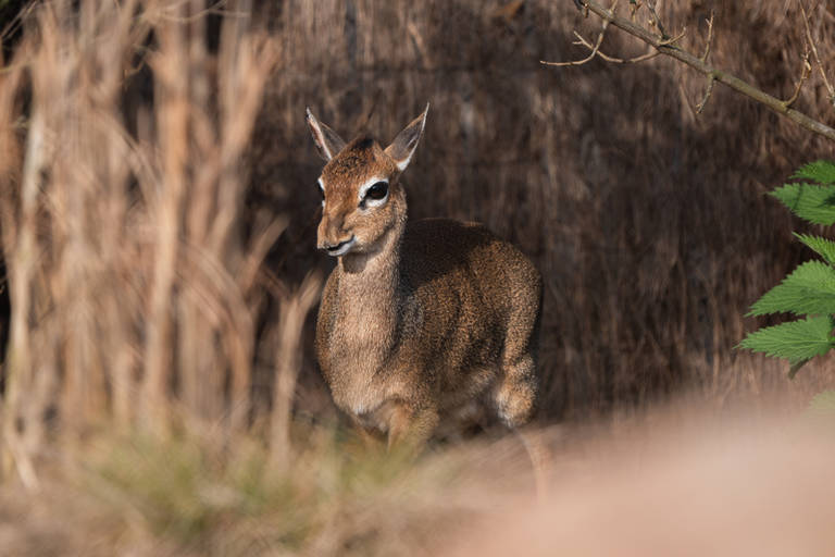 Chester Zoo welcomed world's smallest baby antelope - and it's "barely ...