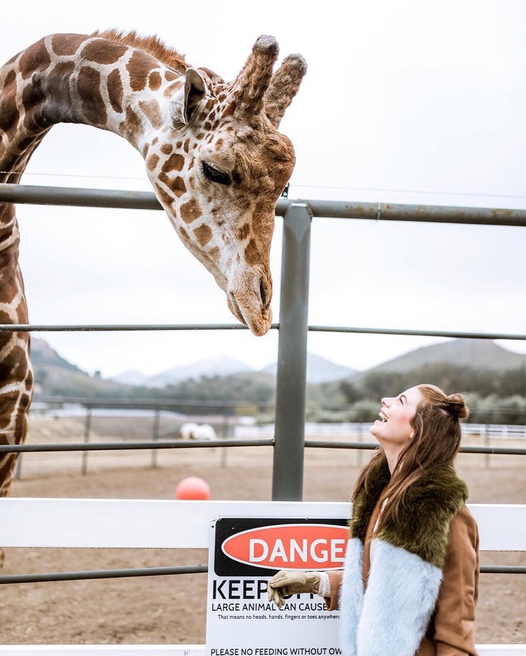 Don't Worry: Stanley The Giraffe Is Standing Tall Despite The Woolsey Fire