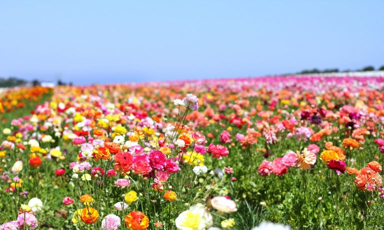 28 Best Activities And Things To Do This Spring Around L.A.