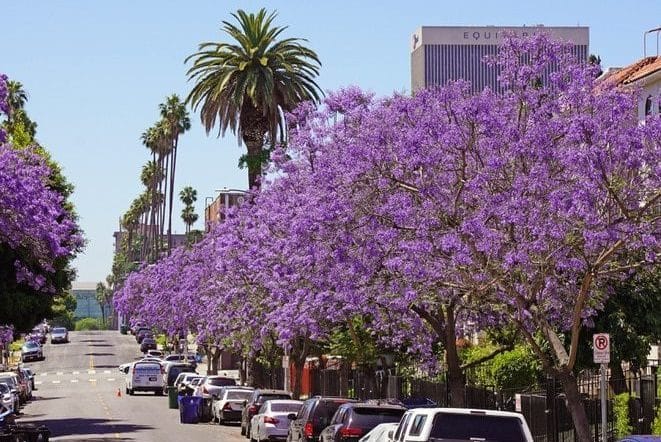 A Gallery Of L.A.'s Beautiful Jacarandas And Where To Find Them ...