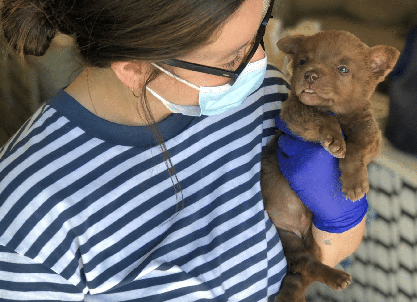 Have Beer Delivered To Your Doorstep Along With Adorable, Adoptable Puppies