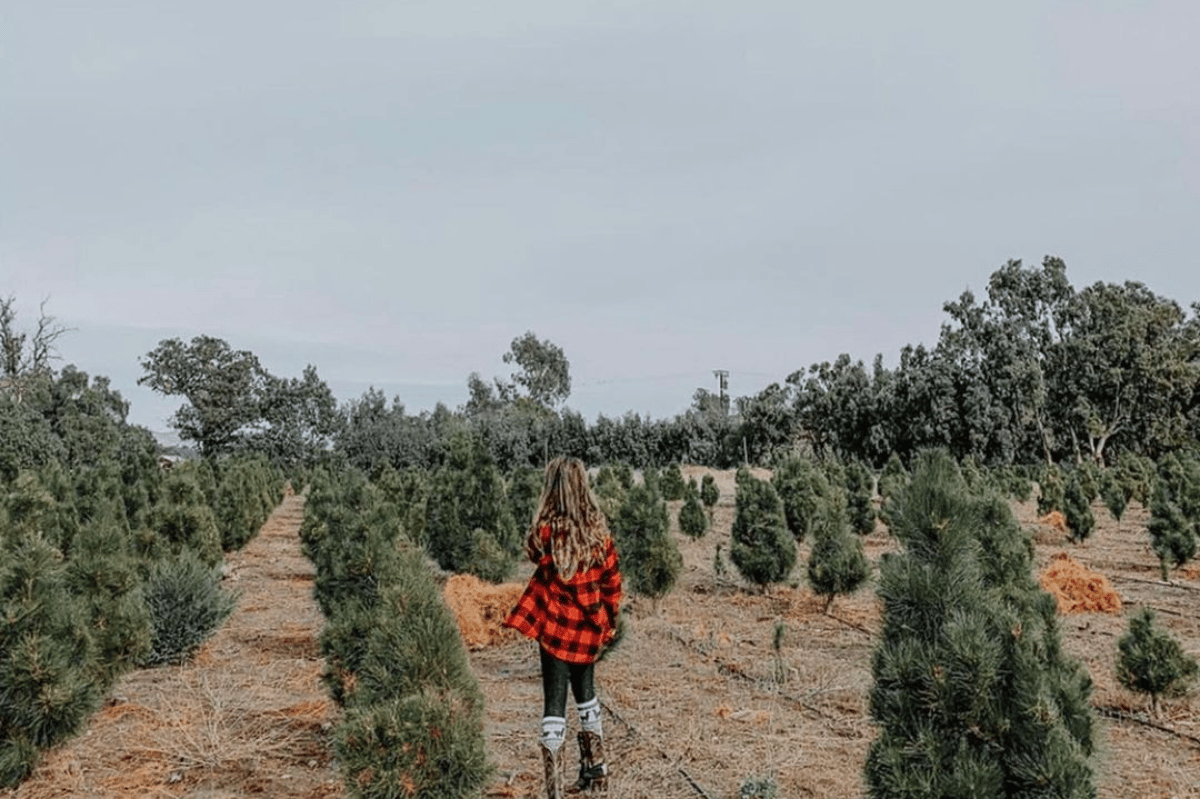 14 Best Christmas Tree Farms Around Los Angeles This 2025