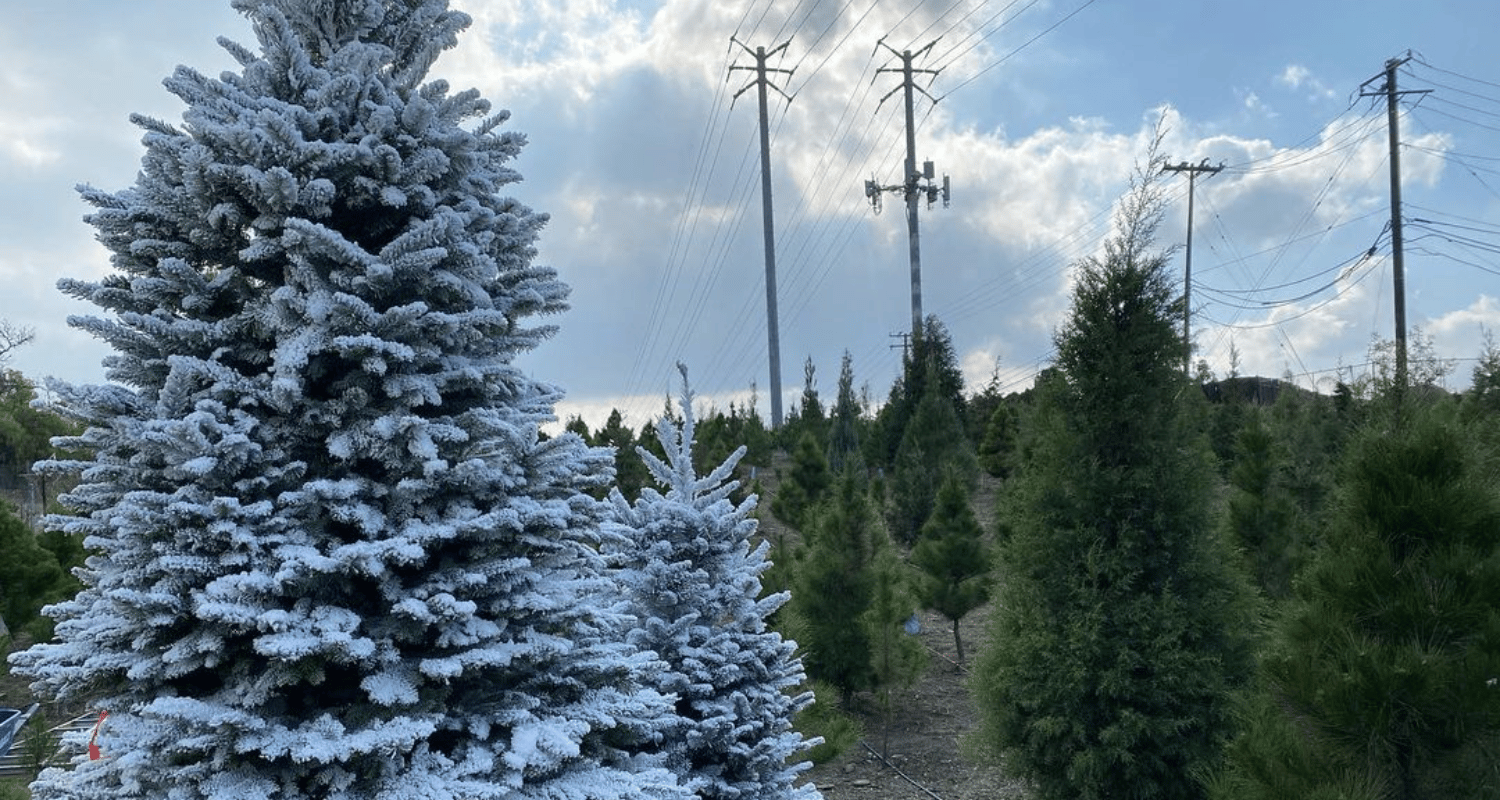 Enchanting Places To Get A Real Christmas Tree Around Los Angeles