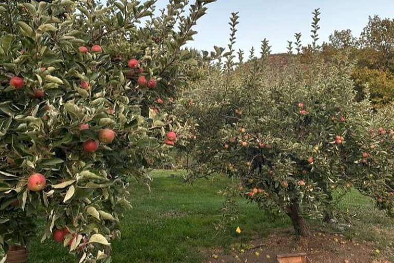 11 malerische Obstgärten zum Apfelpflücken rund um Los Angeles