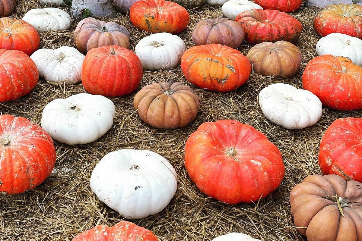 Los mejores huertos de calabazas de Los Ángeles para visitar este otoño