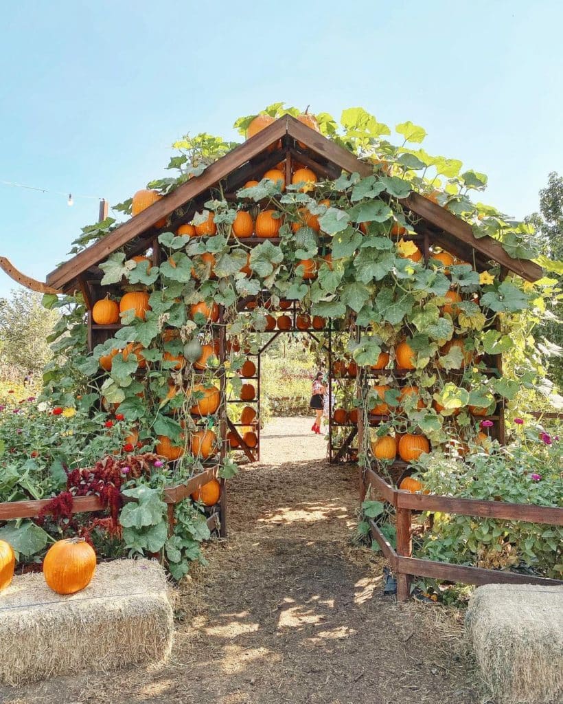 Los mejores huertos de calabazas de Los Ángeles para visitar este otoño