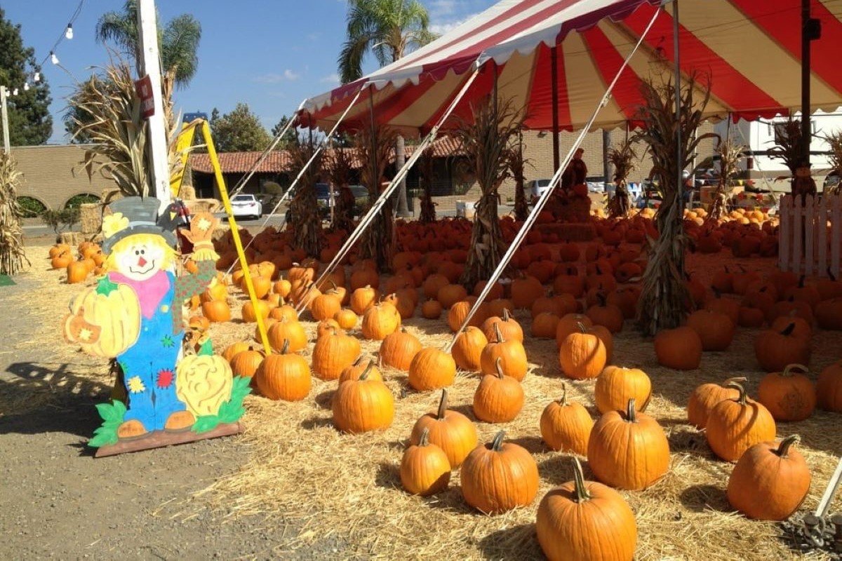 Los mejores huertos de calabazas de Los Ángeles para visitar este otoño