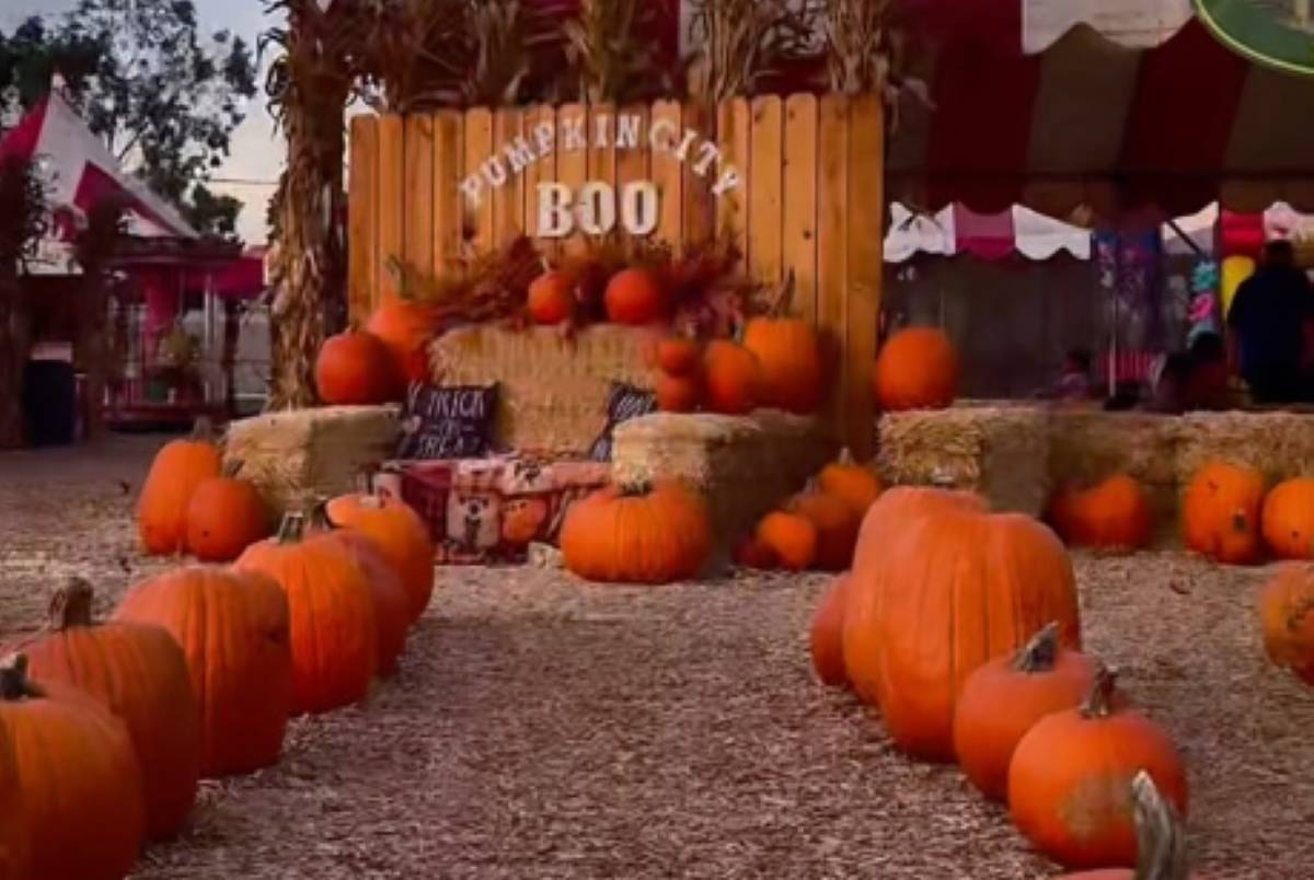 Best Pumpkin Patches Around Los Angeles To Visit This Fall