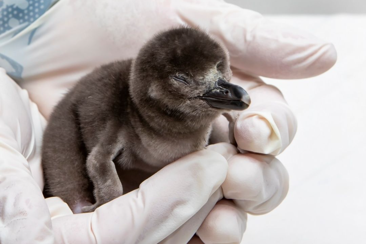 Aquarium Of The Pacific Welcomes In A Fluffy Baby Penguin For The First ...