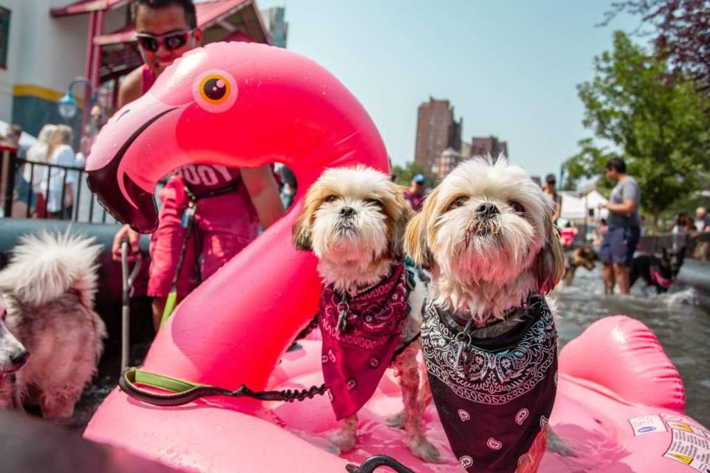 A Free Dog Festival Is Coming To Santa Monica This Weekend