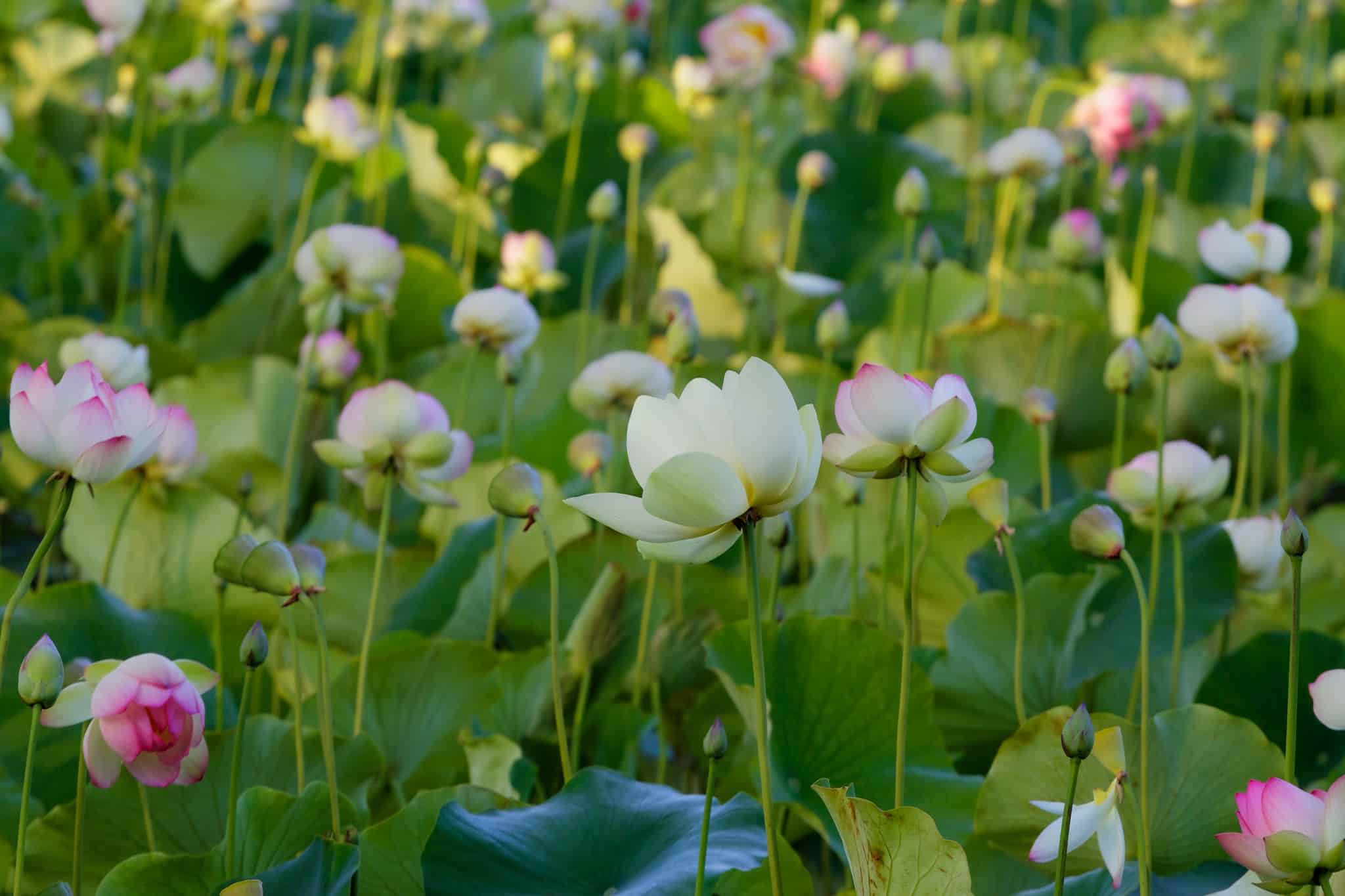 L.A.'s Beloved Lotus Festival Returns To Echo Park This July