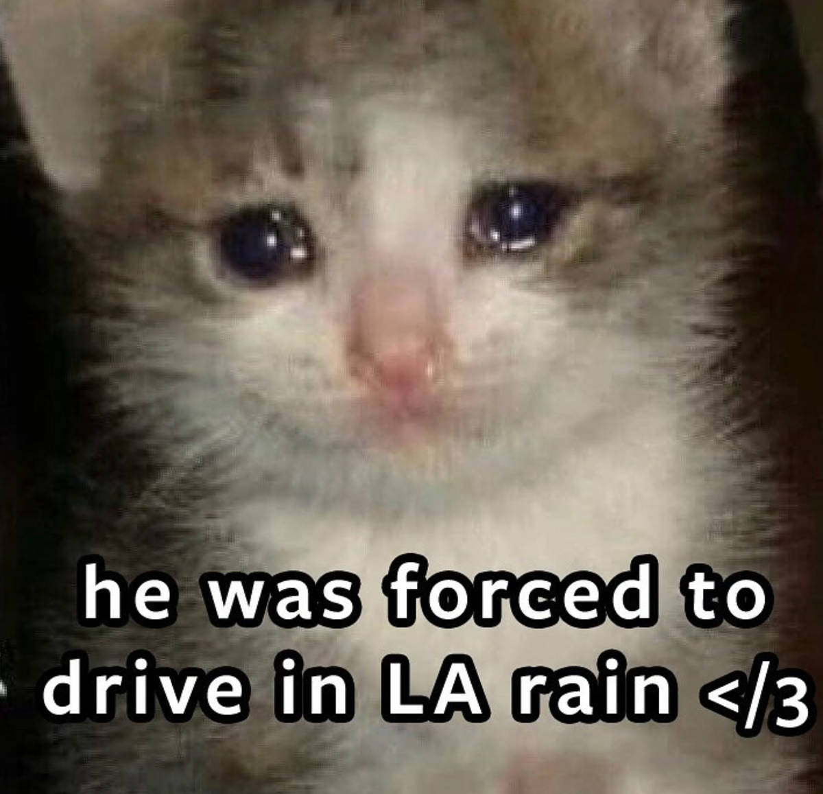 Memes That Sum Up Living In Los Angeles Right Now: Feb. 6