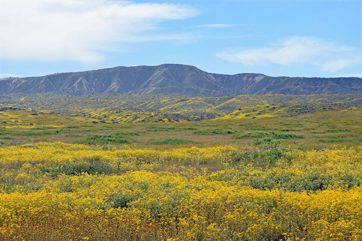 Mejores Lugares Para Ver El Super Bloom de California